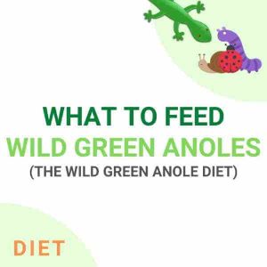 What Do Green Anoles Eat in the Wild? (Wild Anole Diet) - GreenAnoles.com